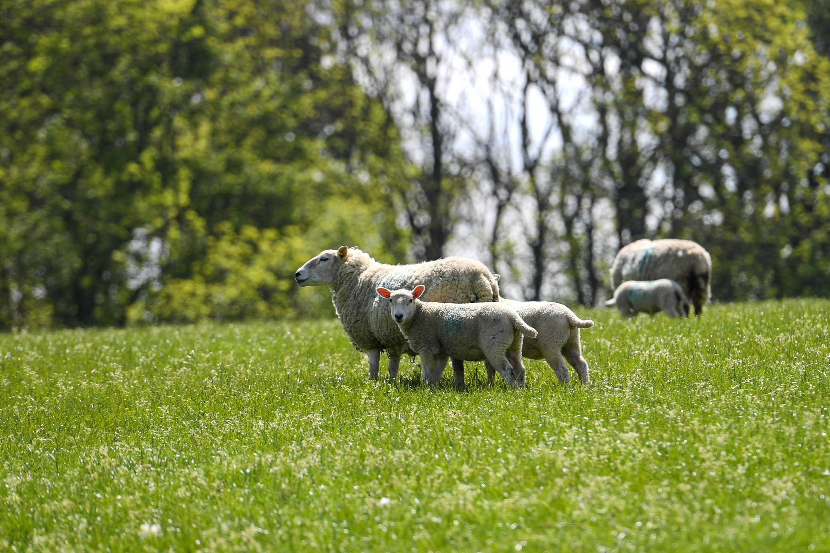 Lovaton Farm - Meat Boxes and Devon Accommodation