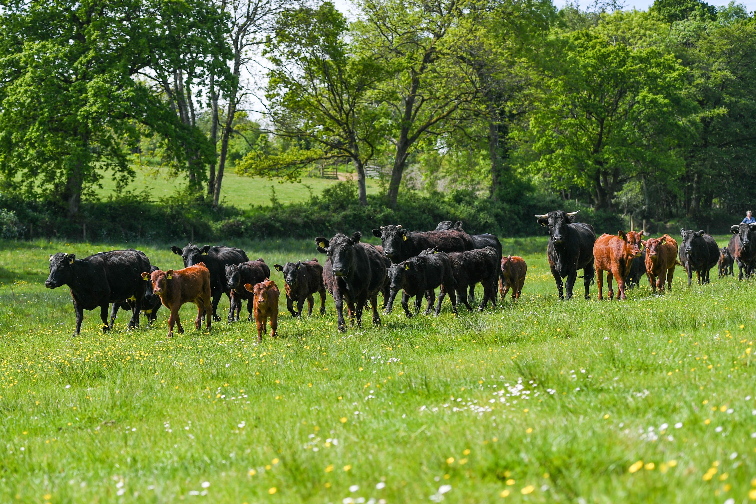 Lovaton Farm - Meat Boxes and Devon Accommodation