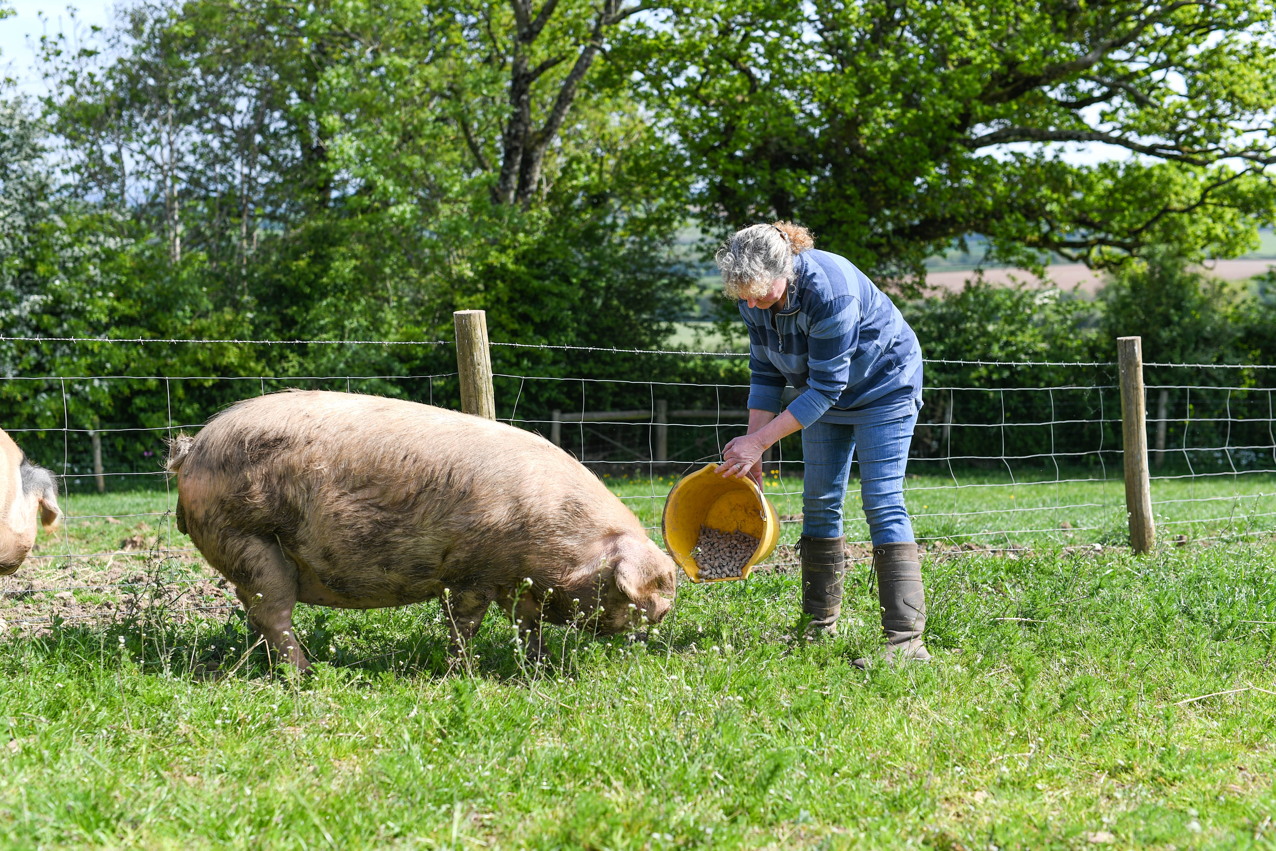 Lovaton Farm - Meat Boxes and Devon Accommodation
